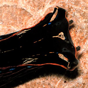 The Sea Slug Forum - Navanax inermis